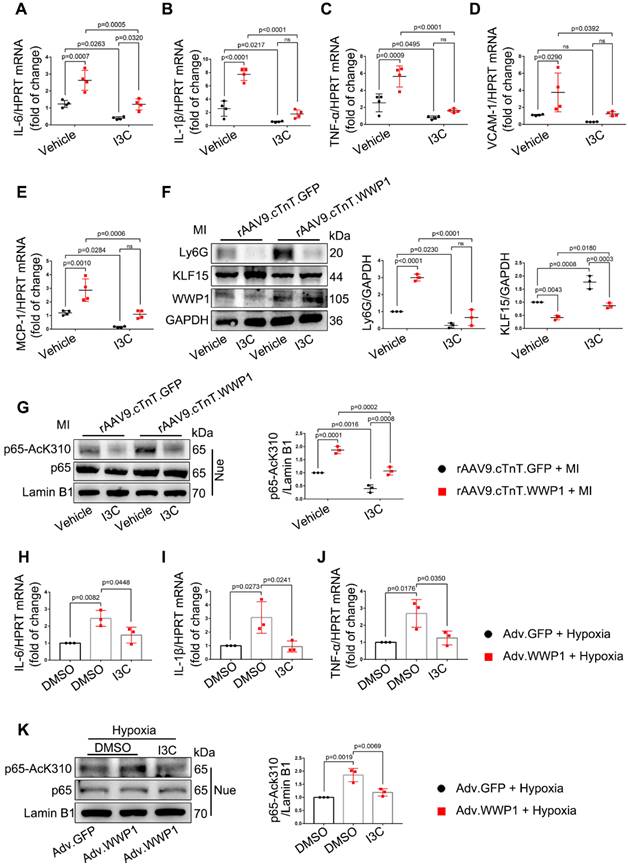 Targeting WWP1 ameliorates cardiac ischemic injury by suppressing KLF15 ...