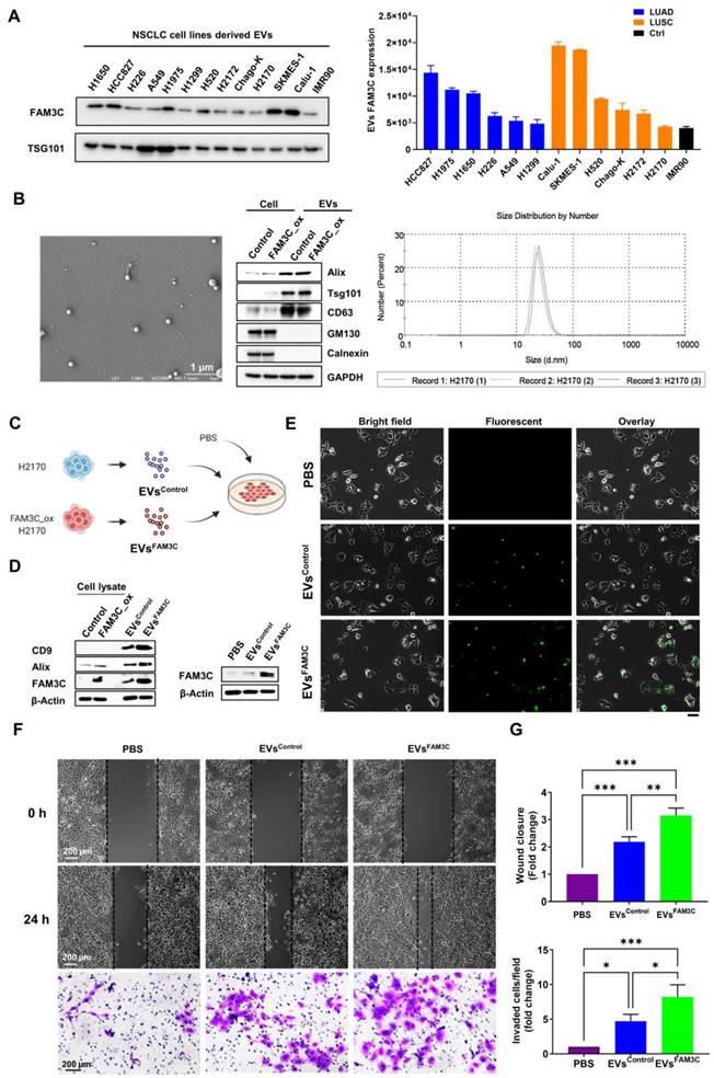 FAM3C in circulating tumor-derived extracellular vesicles promotes non ...
