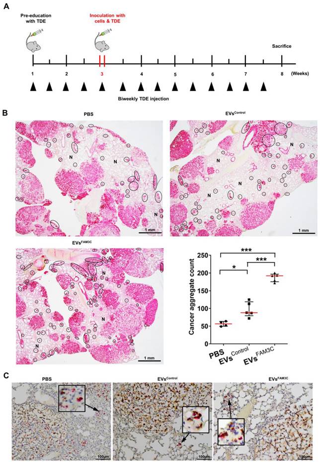 FAM3C in circulating tumor-derived extracellular vesicles promotes non ...
