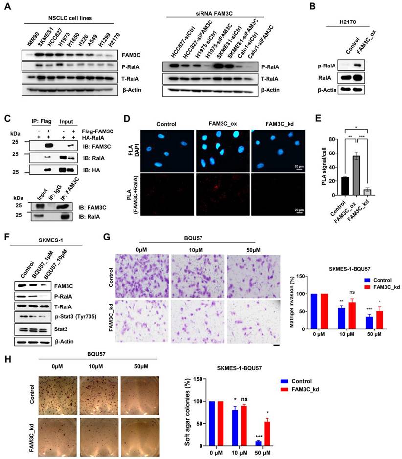 FAM3C in circulating tumor-derived extracellular vesicles promotes non ...