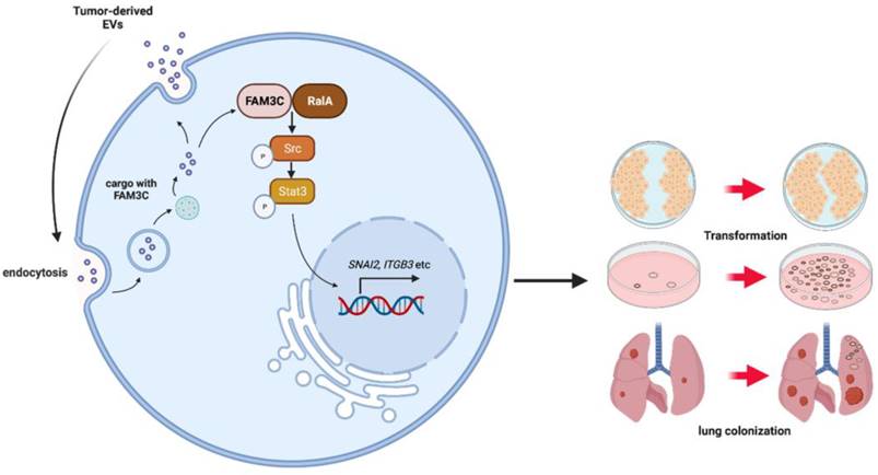 FAM3C in circulating tumor-derived extracellular vesicles promotes non ...