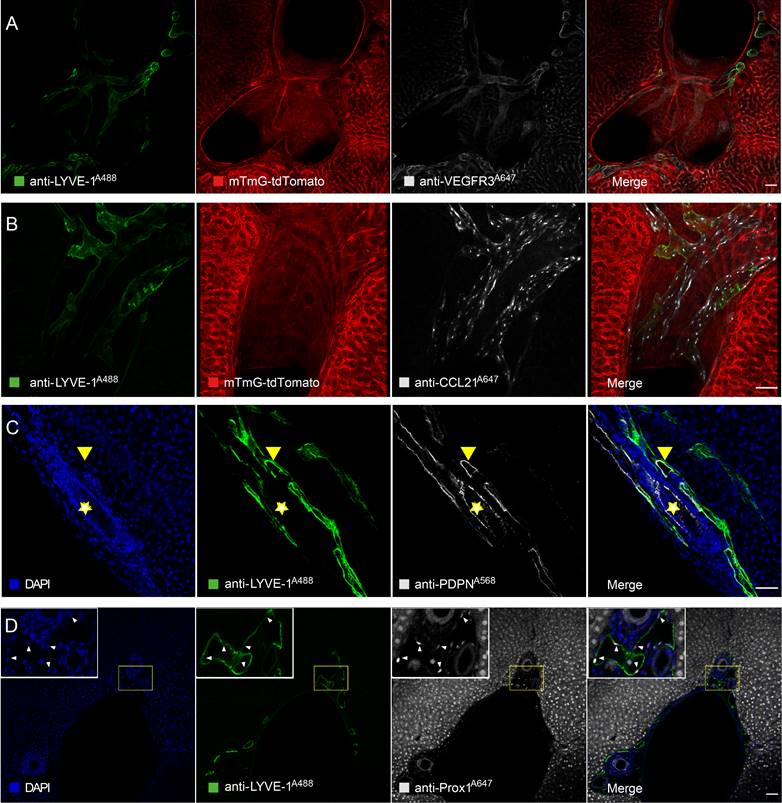 Three-dimensional mapping of hepatic lymphatic vessels and ...