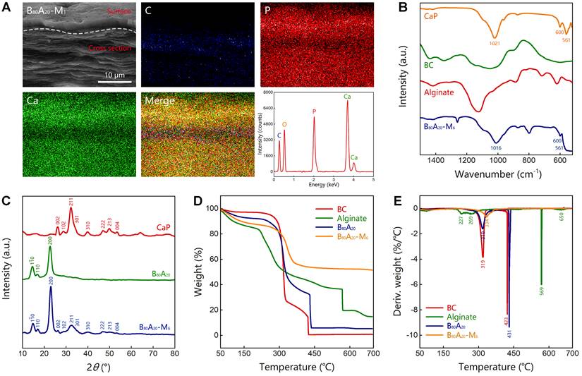 Enzymatically-mineralized double-network hydrogels with ultrahigh ...