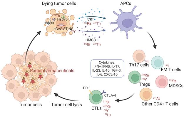 Radiopharmaceuticals heat anti-tumor immunity