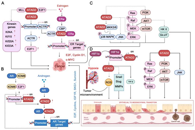 ATPase family AAA domain-containing protein 2 (ATAD2): From an ...