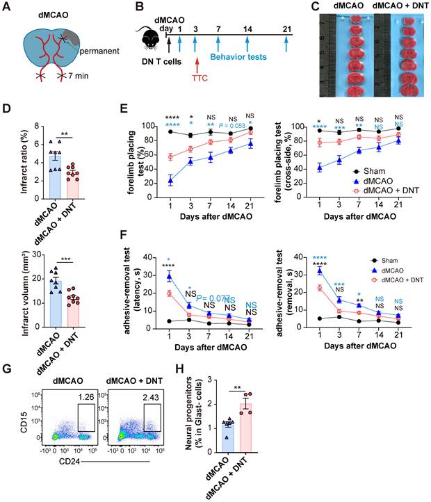 TCRαβ+NK1.1-CD4-CD8- double-negative T cells inhibit central and ...