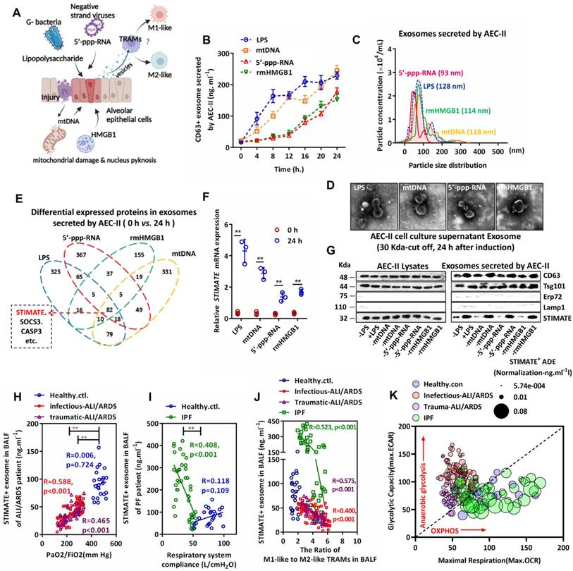 Exosomal STIMATE derived from type II alveolar epithelial cells ...