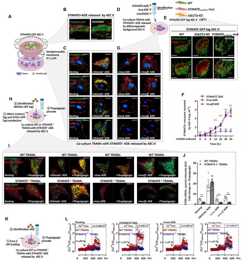 Exosomal STIMATE derived from type II alveolar epithelial cells ...