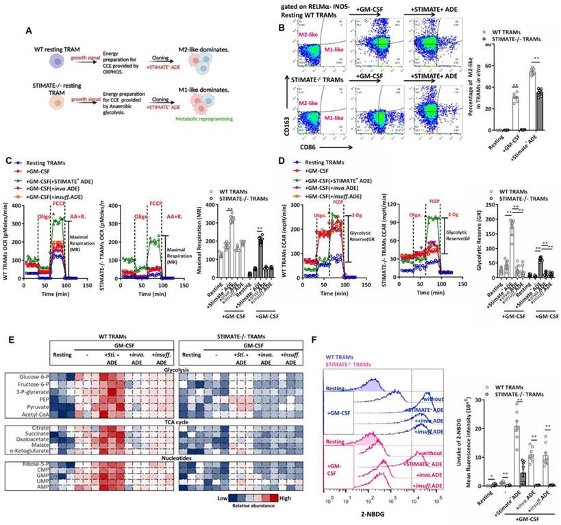 Exosomal STIMATE derived from type II alveolar epithelial cells ...