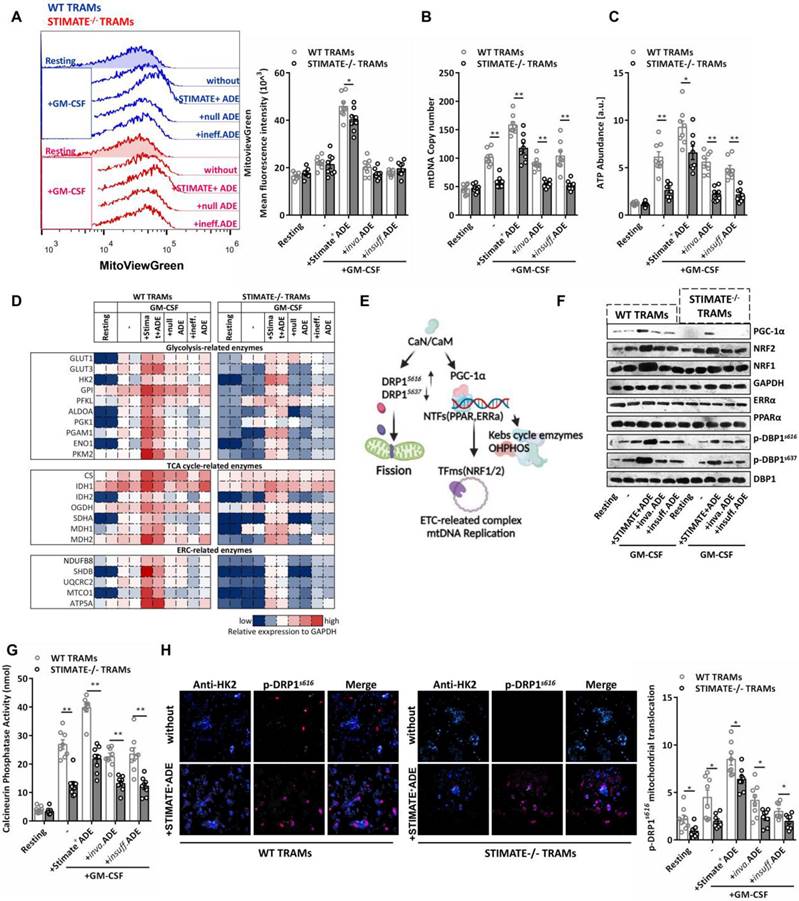 Exosomal STIMATE derived from type II alveolar epithelial cells ...