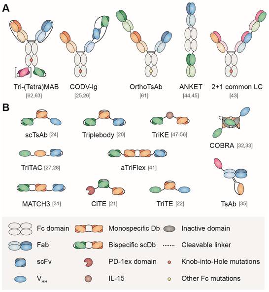 When three is not a crowd: trispecific antibodies for enhanced cancer ...