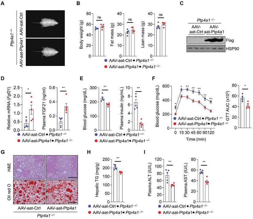 Hepatic PTP4A1 ameliorates high-fat diet-induced hepatosteatosis and ...