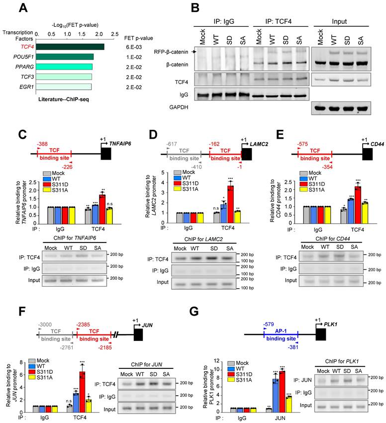 PLK1-mediated phosphorylation of β-catenin enhances its stability and ...