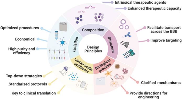 Engineered mesenchymal stem cell-derived extracellular vesicles: A ...
