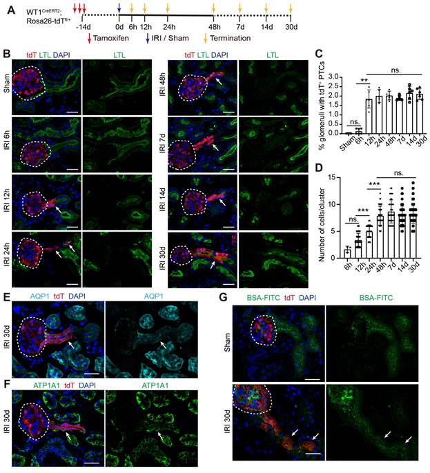 WT1+ glomerular parietal epithelial progenitors promote renal proximal tubule regeneration after ...