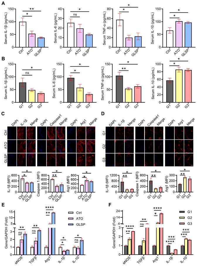 GLSP and GLSP-derived triterpenes attenuate atherosclerosis and aortic ...