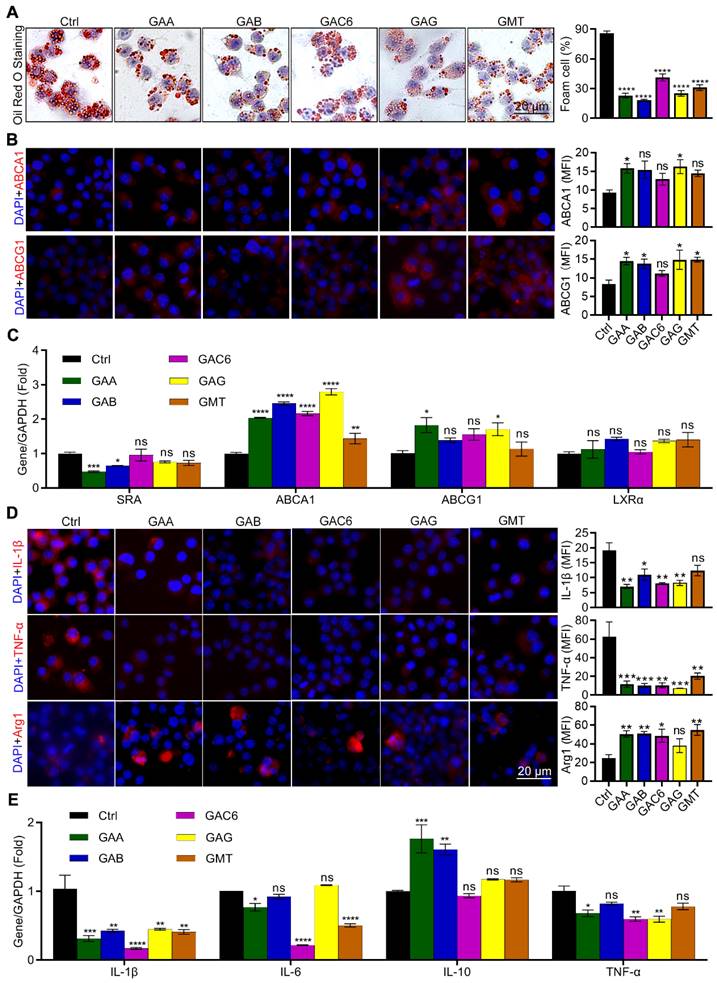 GLSP and GLSP-derived triterpenes attenuate atherosclerosis and aortic ...