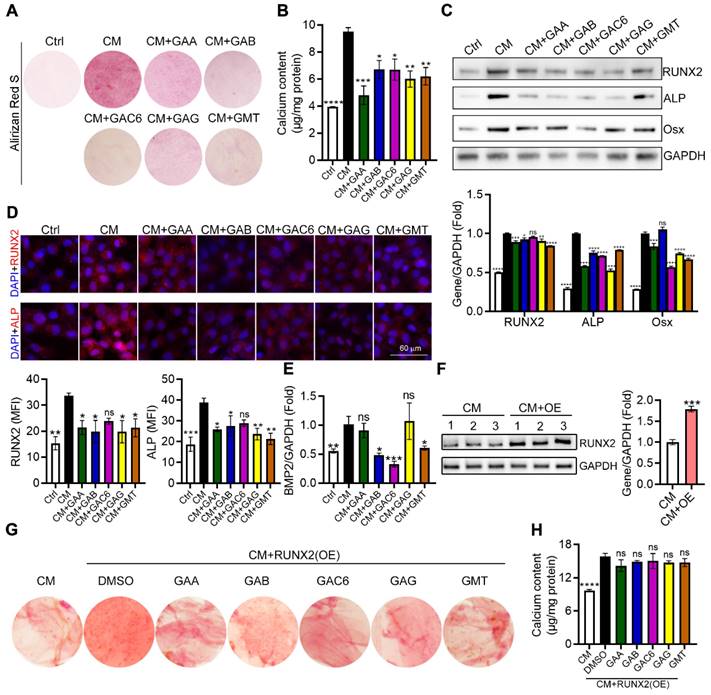 GLSP and GLSP-derived triterpenes attenuate atherosclerosis and aortic ...