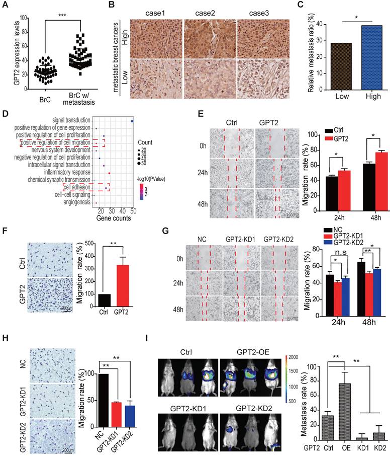 The delta subunit of the GABAA receptor is necessary for the GPT2 ...