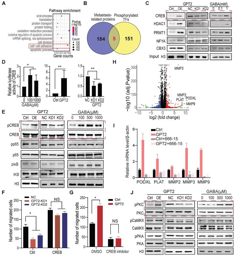 The delta subunit of the GABAA receptor is necessary for the GPT2 ...