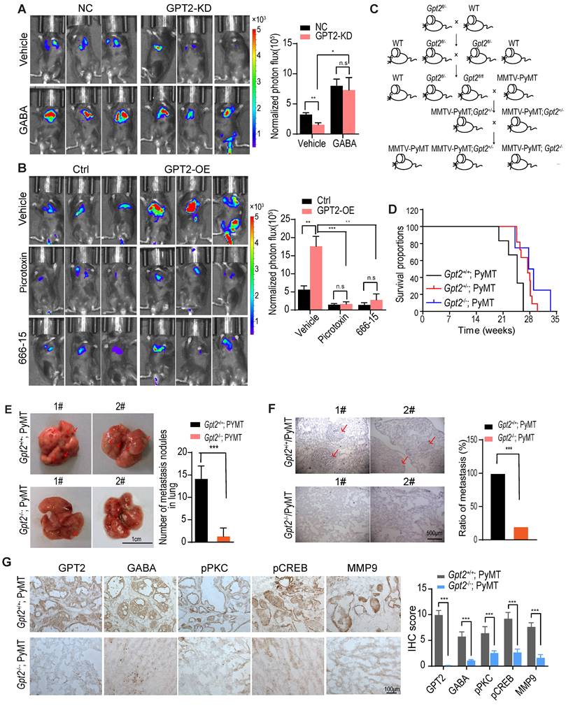 The delta subunit of the GABAA receptor is necessary for the GPT2 ...