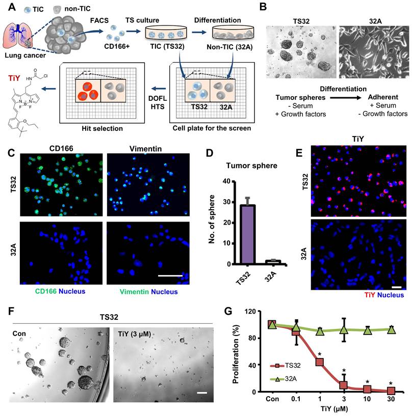 Theranostics application of tumor-initiating cell probe TiY in non ...