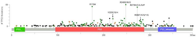 Role of p53 in breast cancer progression: An insight into p53 targeted ...