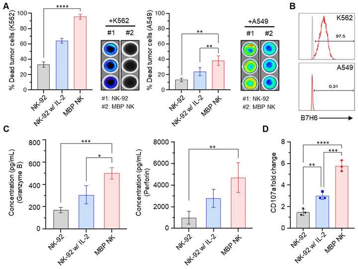 Cytokine engineered NK-92 therapy to improve persistence and anti-tumor ...