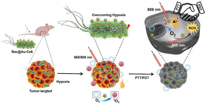 Light-triggered photosynthetic engineered bacteria for enhanced ...