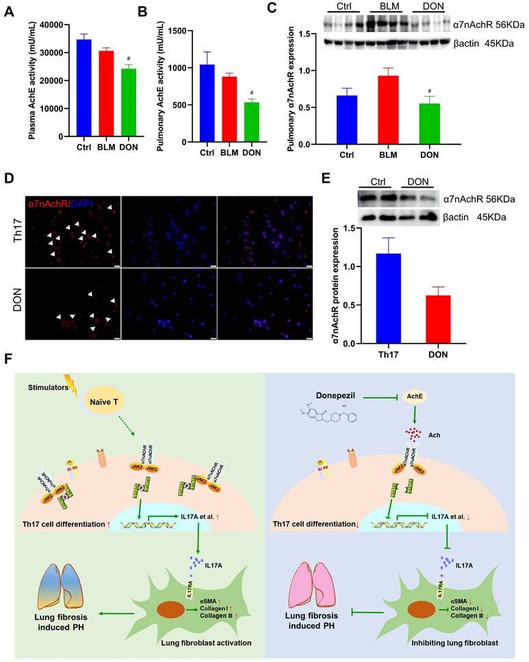 Inhibition of Th17 cells by donepezil ameliorates experimental lung ...