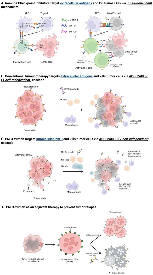PRL3 as a therapeutic target for novel cancer immunotherapy in multiple ...