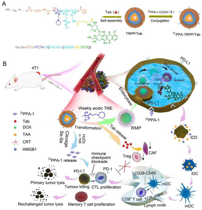 Transformable prodrug nanoplatform via tumor microenvironment ...
