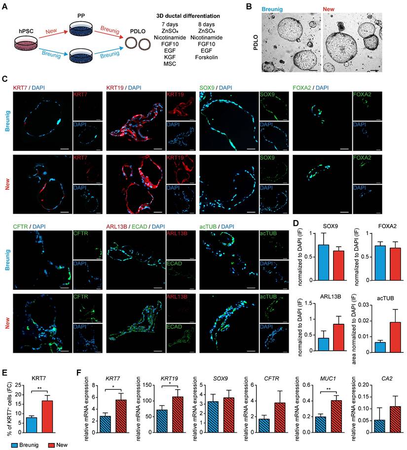 Single-cell profiling of GP2-enriched pancreatic progenitors to ...