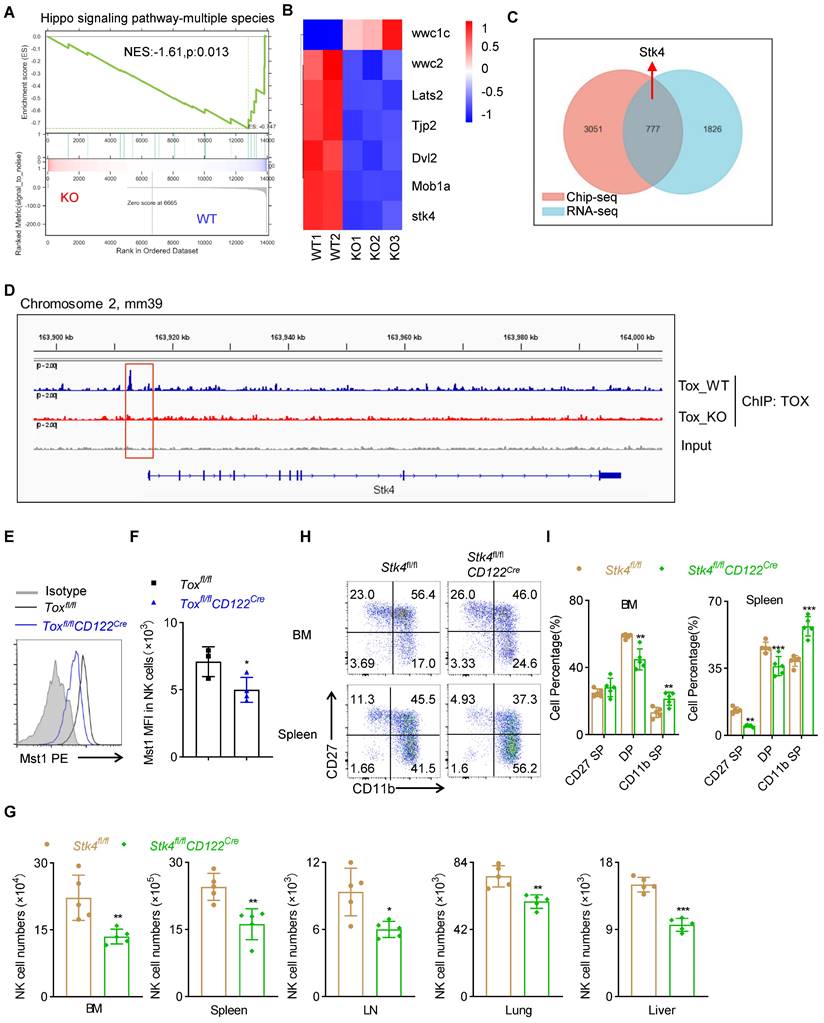 Transcription factor TOX maintains the expression of Mst1 in ...