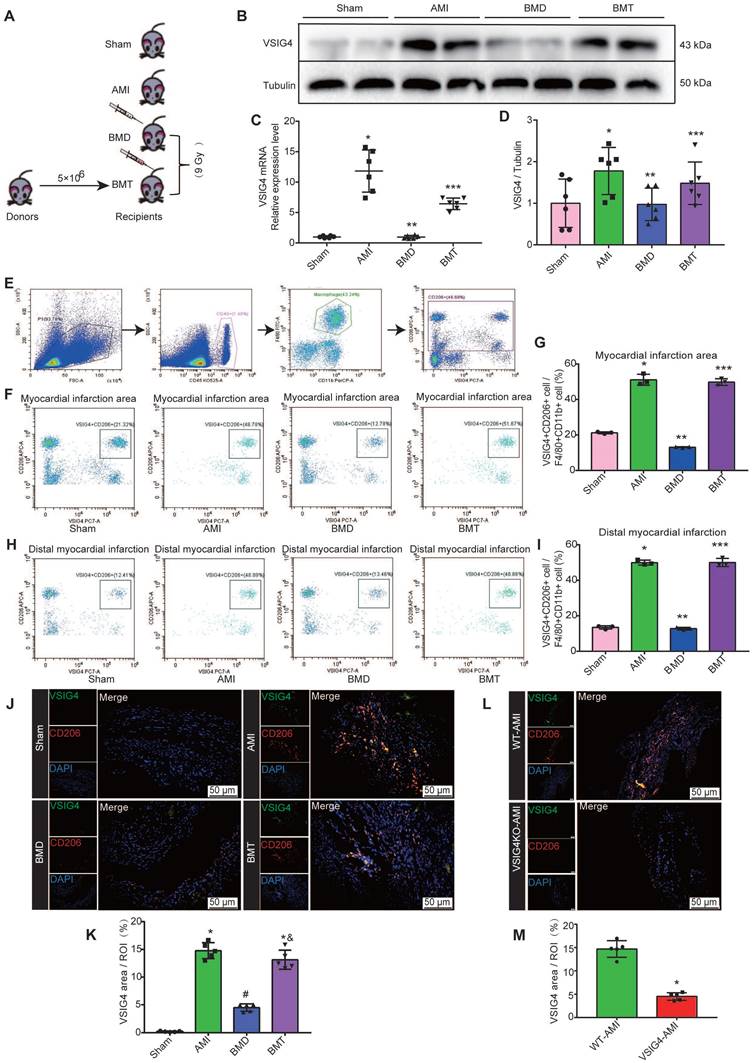 Hypoxia Induces M2 Macrophages to Express VSIG4 and Mediate Cardiac ...