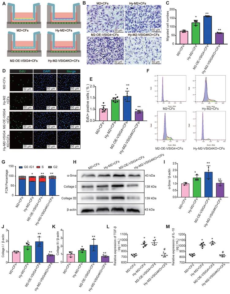 Hypoxia Induces M2 Macrophages to Express VSIG4 and Mediate Cardiac ...