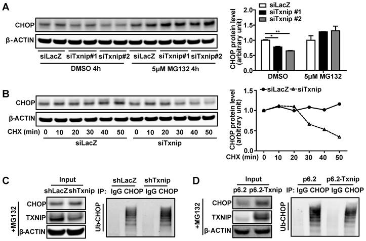 A novel NEDD4L-TXNIP-CHOP axis in the pathogenesis of nonalcoholic ...