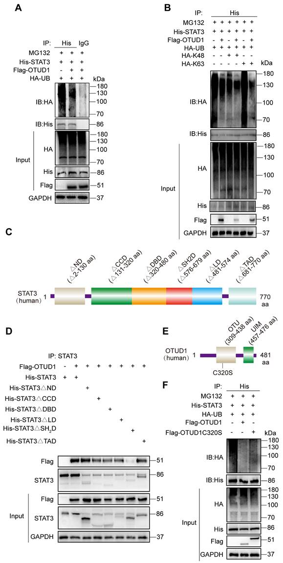 OTUD1 promotes pathological cardiac remodeling and heart failure by ...