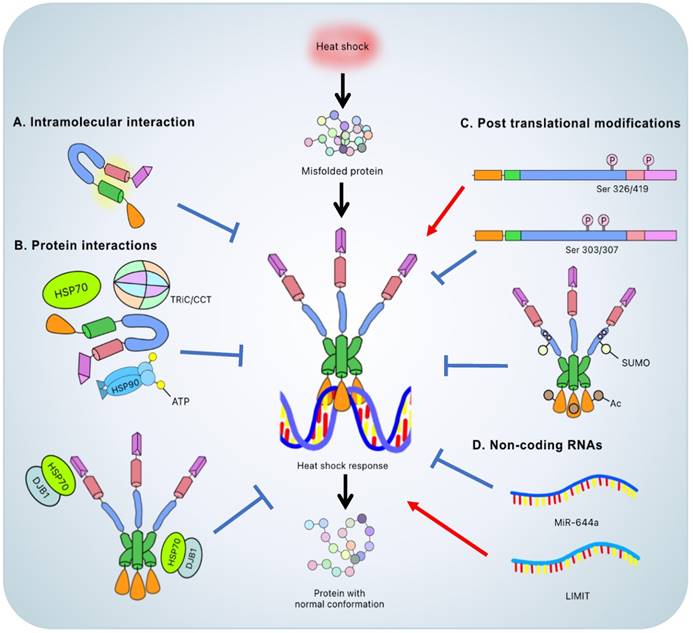 Targeting HSF1 for cancer treatment: mechanisms and inhibitor development