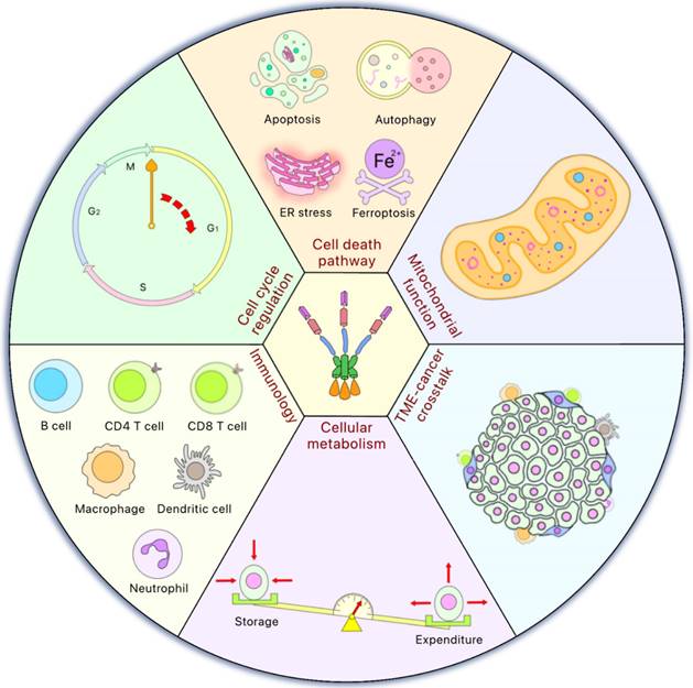 Targeting HSF1 for cancer treatment: mechanisms and inhibitor development