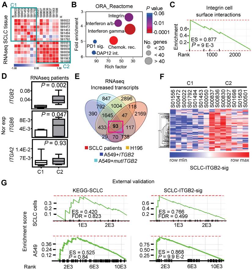 Non-canonical integrin signaling activates EGFR and RAS-MAPK-ERK ...