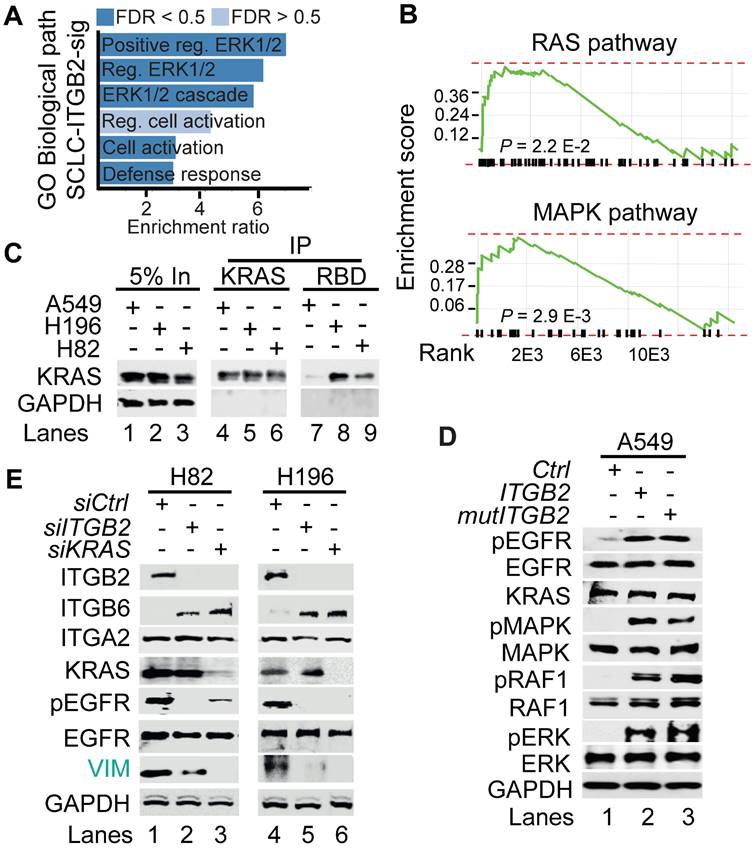 Non-canonical integrin signaling activates EGFR and RAS-MAPK-ERK ...