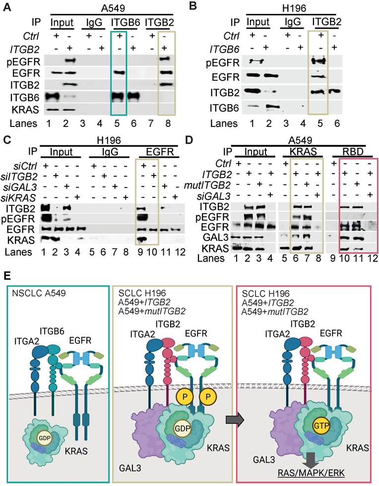 Non-canonical integrin signaling activates EGFR and RAS-MAPK-ERK ...