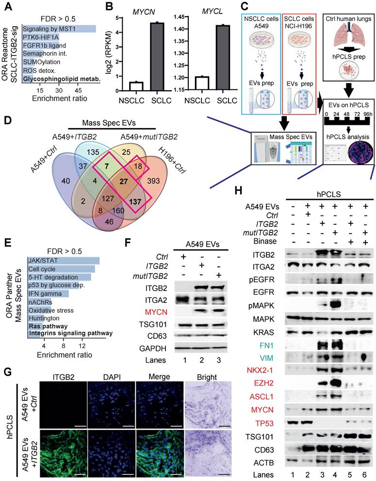 Non-canonical integrin signaling activates EGFR and RAS-MAPK-ERK ...