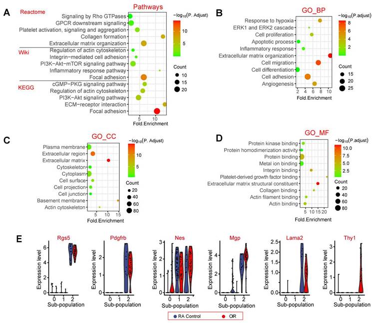 Single-cell RNA sequencing reveals a unique pericyte type associated ...