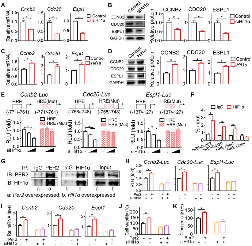 PER2 integrates circadian disruption and pituitary tumorigenesis