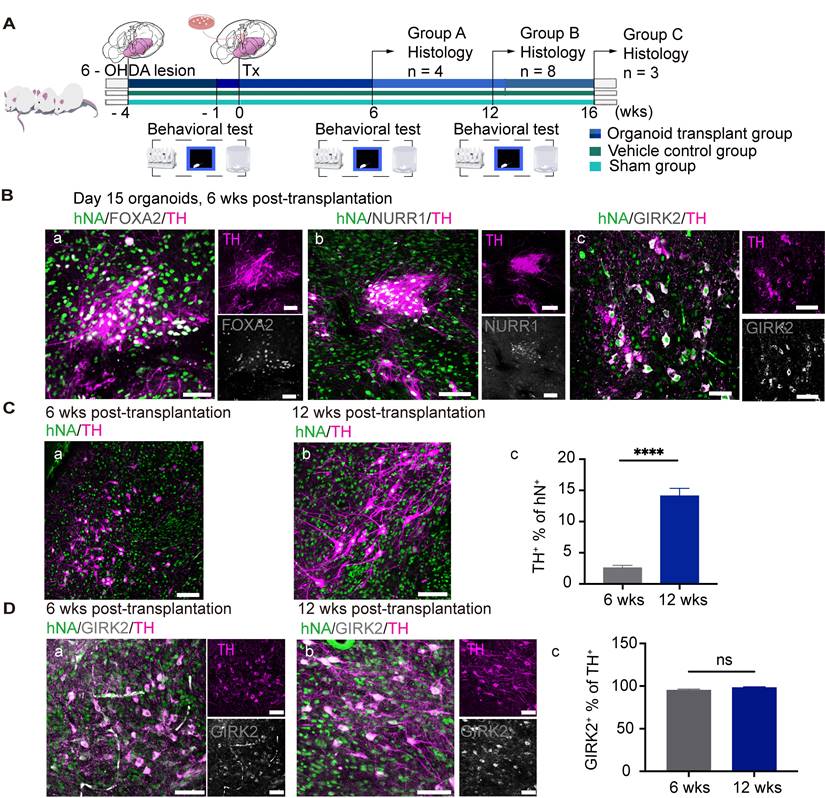 Human iPSC-derived midbrain organoids functionally integrate into ...