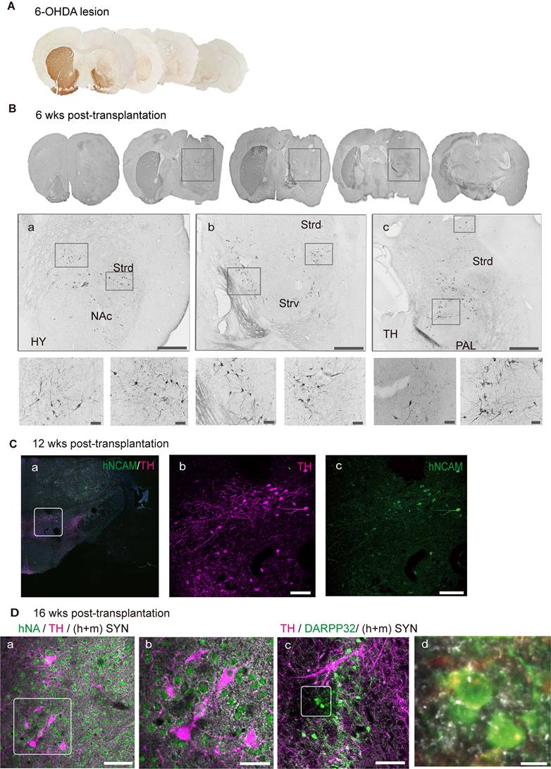 Human iPSC-derived midbrain organoids functionally integrate into ...