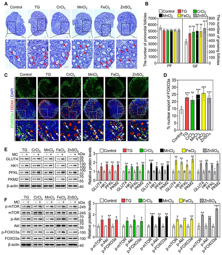 The metallic compound promotes primordial follicle activation and ...