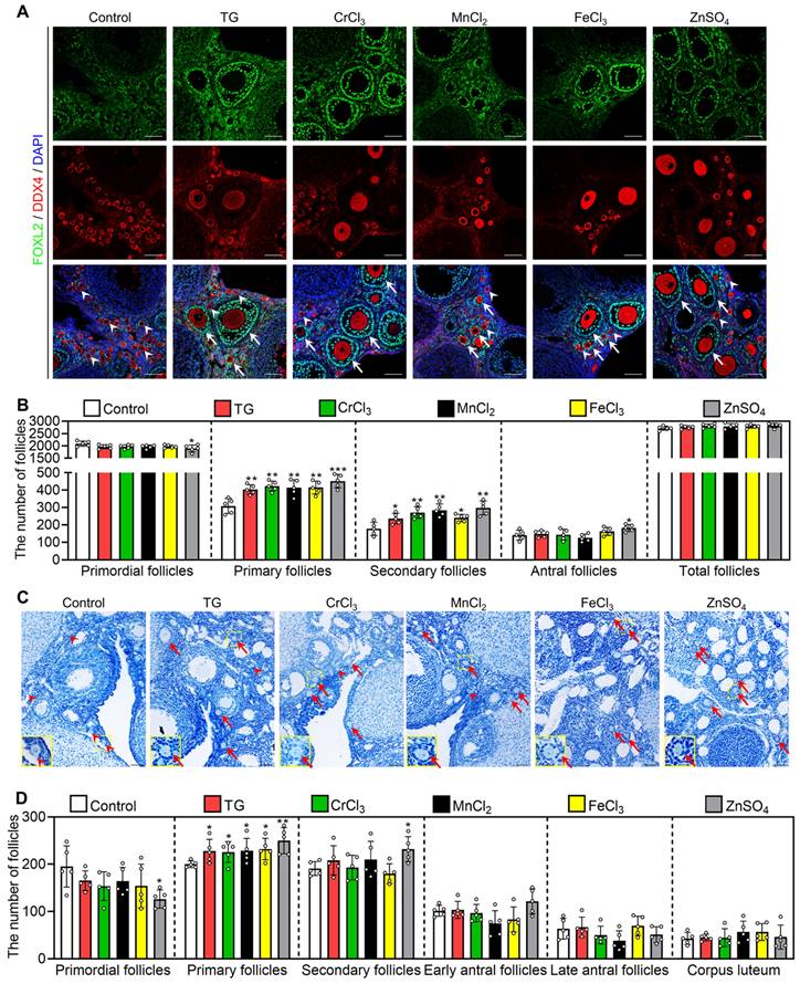 The metallic compound promotes primordial follicle activation and ...